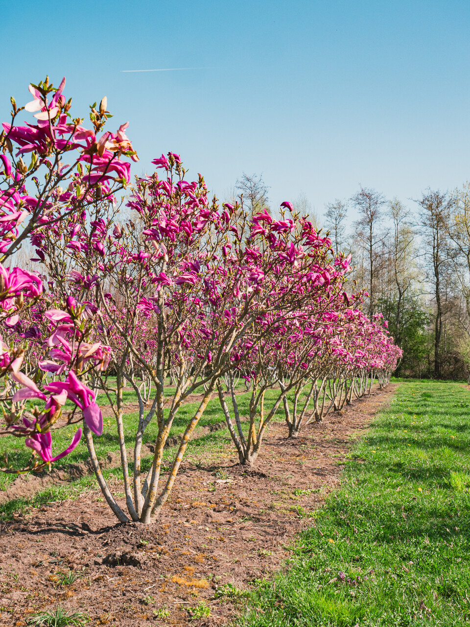 Magnolia 'Susan' | Magnolia 'Susan' - Van den Berk Pépinières