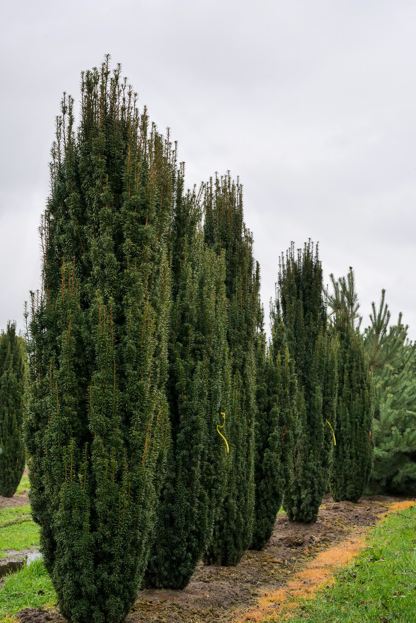 Taxus baccata 'Fastigiata' | If d'Irlande - Van den Berk Pépinières