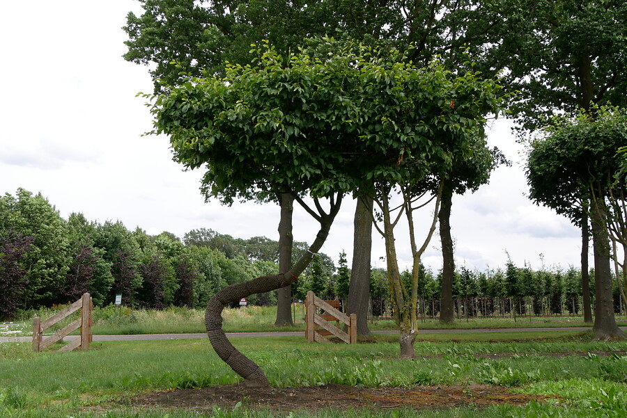 Carpinus betulus TREEVOLUTION ® THE SWING ® - Van den Berk Pépinières