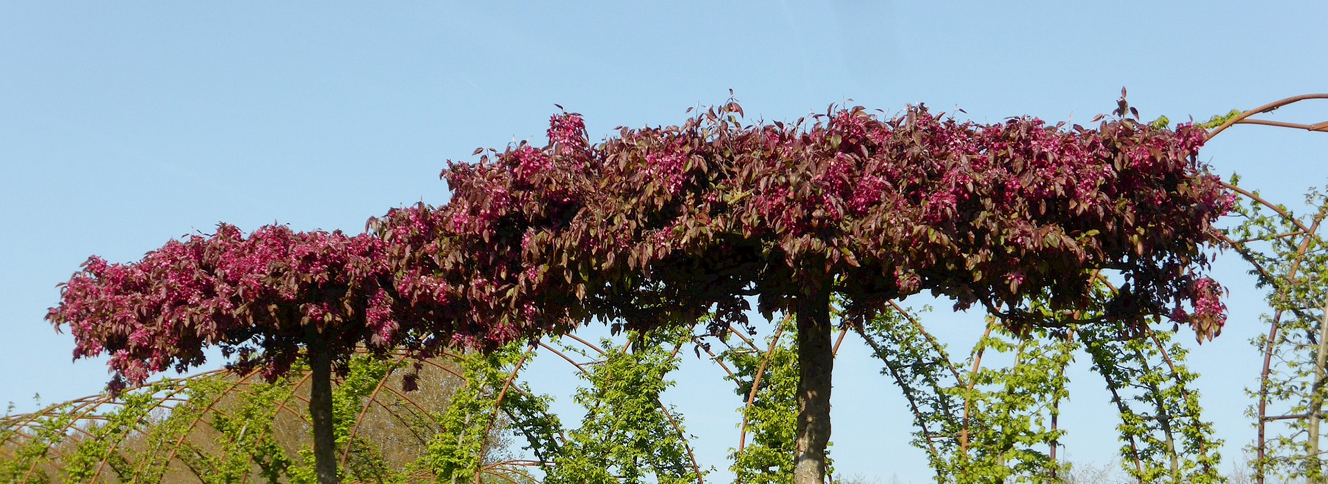 Pyrus calleryana 'Chanticleer' | Pyrus calleryana 'Chanticleer' - Van ...