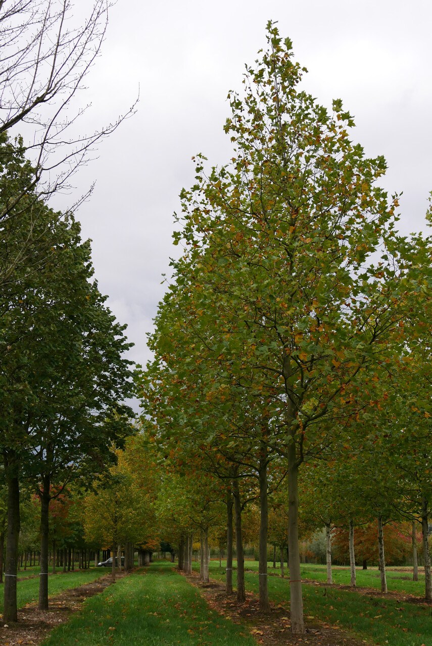 Platanus ×hispanica | Platane commun - Van den Berk Pépinières