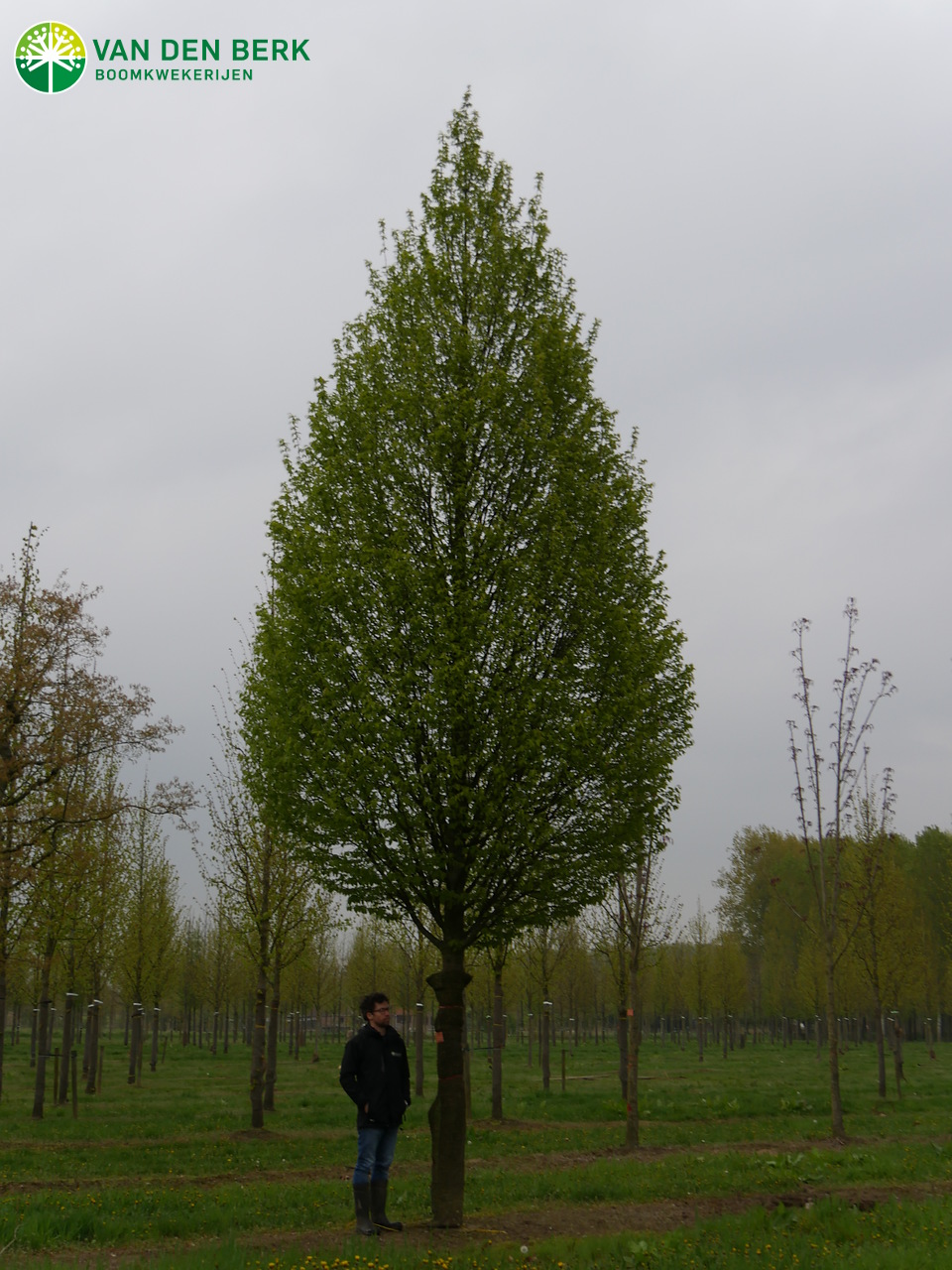 Carpinus betulus 'Fastigiata' | Charme fastigié - Van den Berk Pépinières