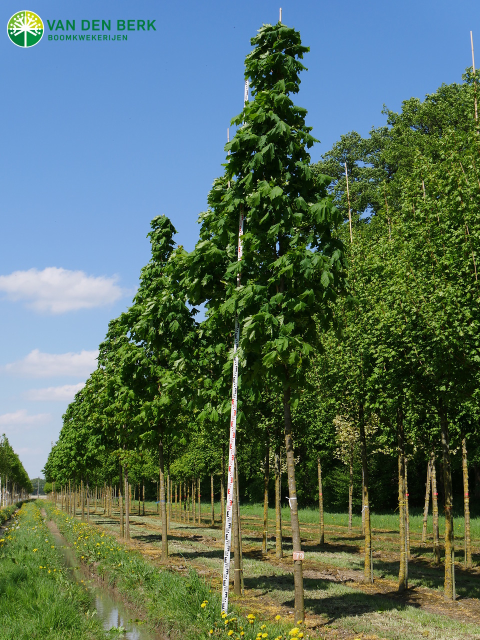 Acer platanoides 'Columnare' | Acer platanoides 'Columnare' - Van den ...