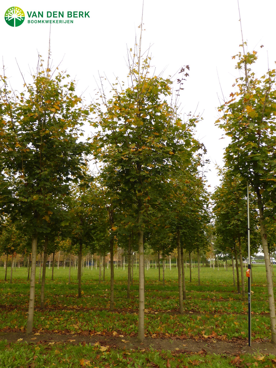 Acer platanoides 'Deborah' | Acer platanoides 'Deborah' - Van den Berk ...