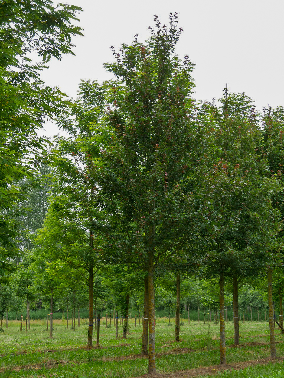 Acer campestre 'Red Shine' | Acer campestre 'Red Shine' - Van den Berk ...