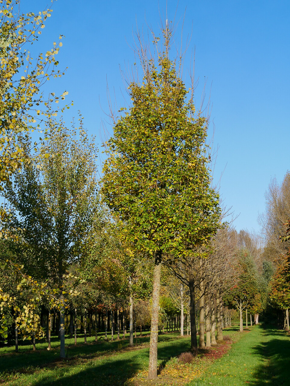 Acer campestre 'Red Shine' | Acer campestre 'Red Shine' - Van den Berk ...