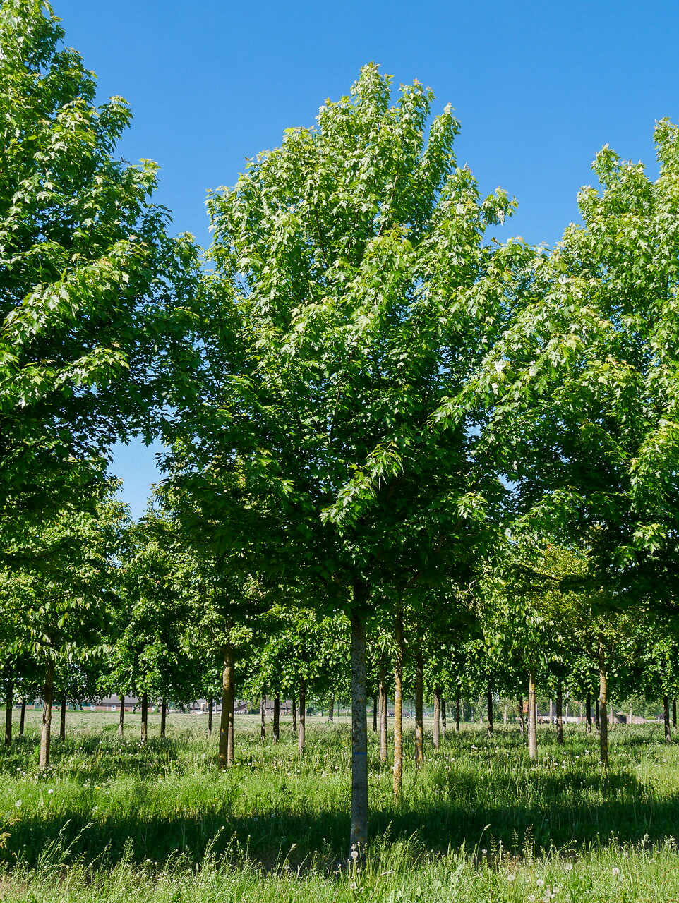 Acer ×freemanii CELEBRATION ('Celzam') | Acer ×freemanii CELEBRATION ...