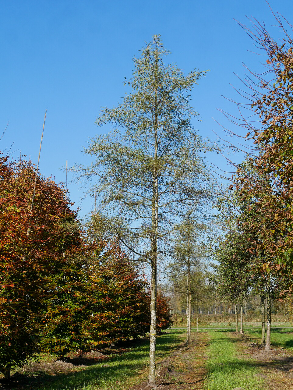 Alnus glutinosa 'Imperialis' | Alnus glutinosa 'Imperialis' - Van den ...