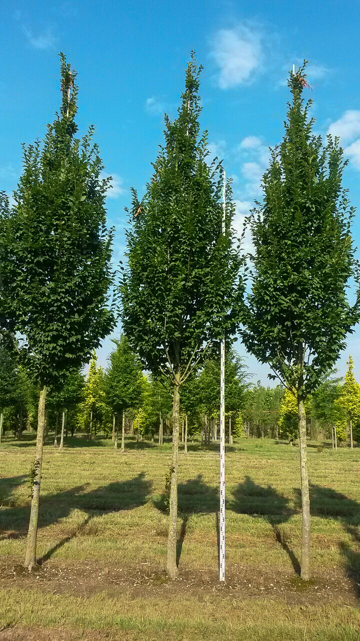 Carpinus betulus 'Lucas' | Carpinus betulus 'Lucas' - Van den Berk ...