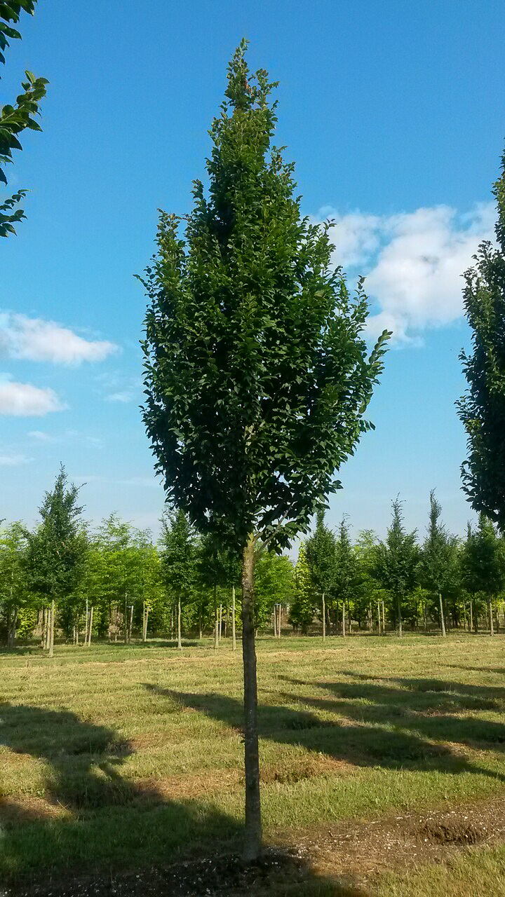 Carpinus betulus 'Lucas' | Carpinus betulus 'Lucas' - Van den Berk ...