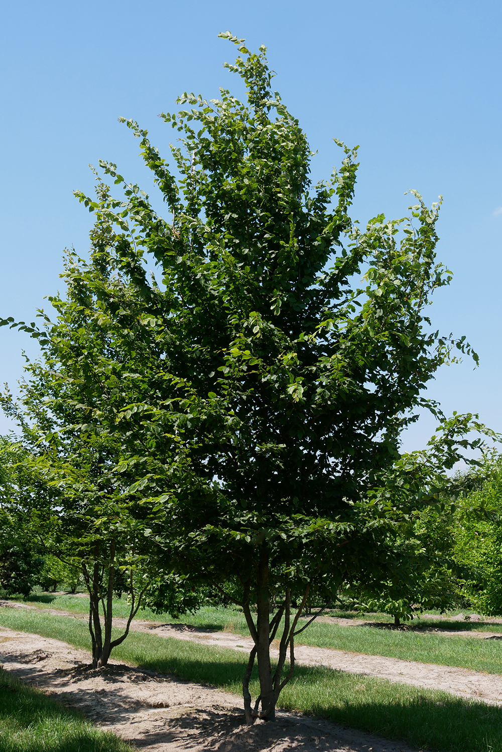 Carpinus betulus | Charme commun, Charme d'Europe - Van den Berk Pépinières