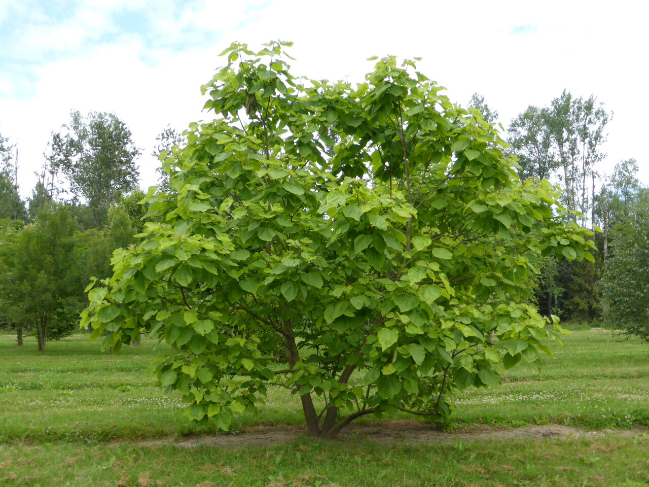 Catalpa bignonioides | Catalpa commun - Van den Berk Pépinières