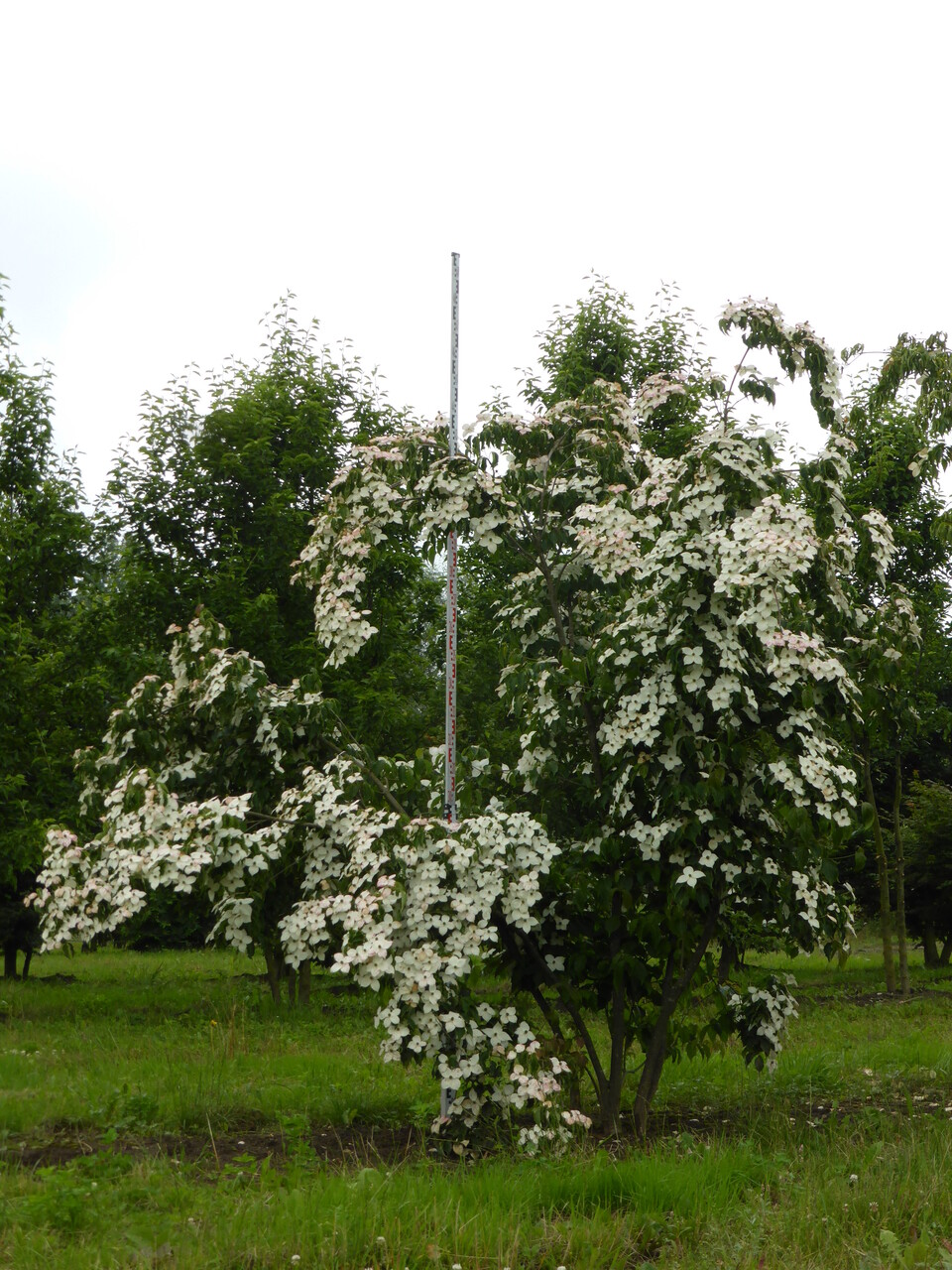 Cornus kousa | Cornouiller Kousa - Van den Berk Pépinières