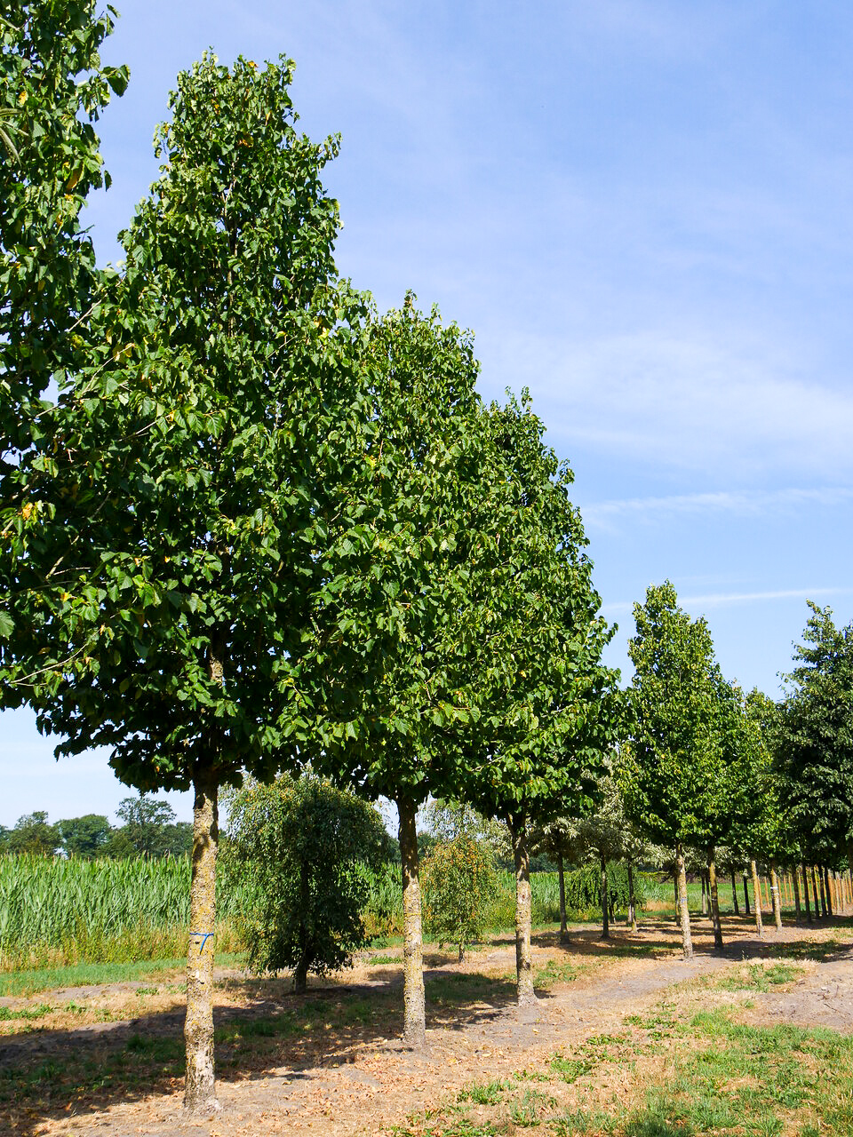 Corylus colurna TREEVOLUTION® 'VDB Obelisk' | Corylus colurna 'VDB ...