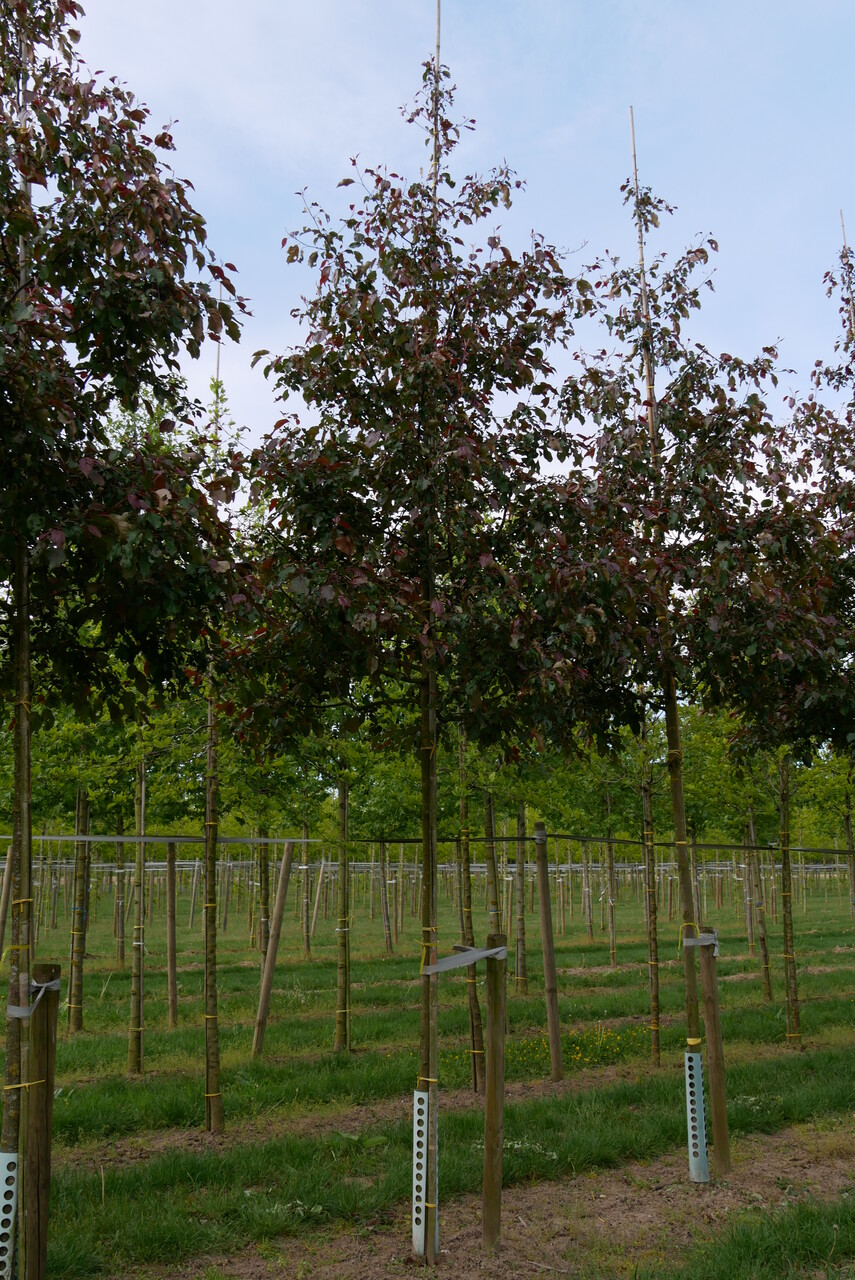 Malus 'Rudolph' | Malus 'Rudolph' - Van den Berk Pépinières