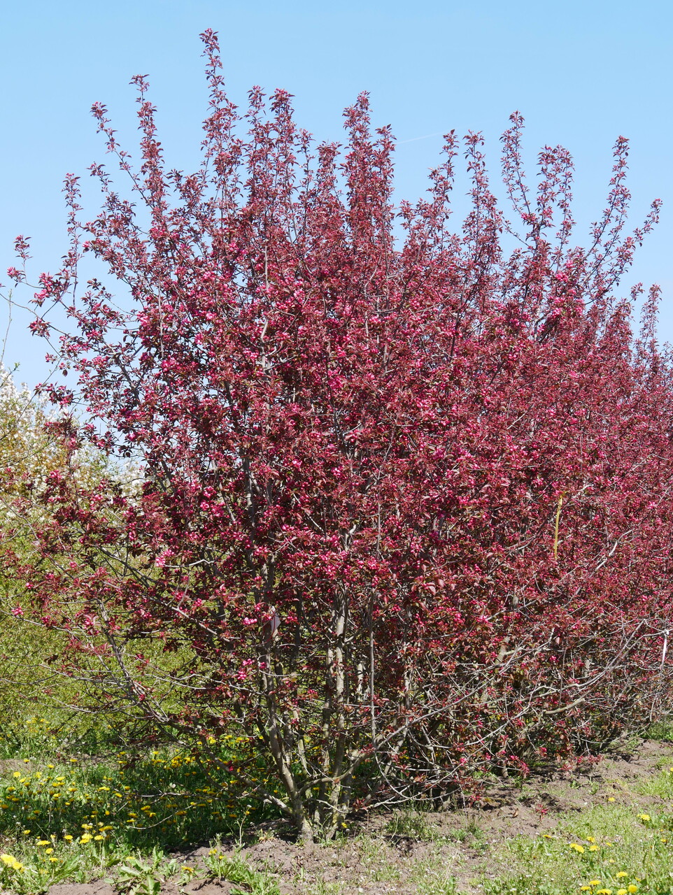 Malus 'Rudolph' | Malus 'Rudolph' - Van den Berk Pépinières