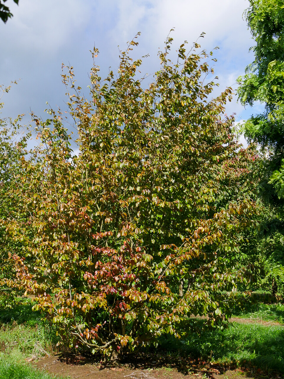 Parrotia persica | Parrotia de Perse, Bois de fer, Arbre de fer de Perse - Van den Berk Pépinières