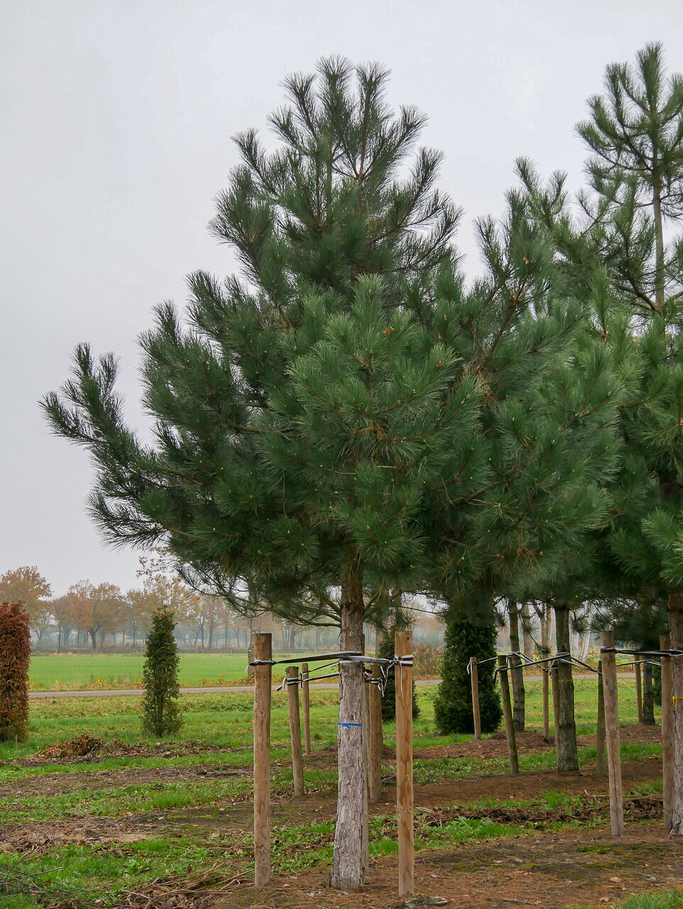 Pinus nigra subsp. nigra | Pin noir d'Autriche - Van den Berk Pépinières