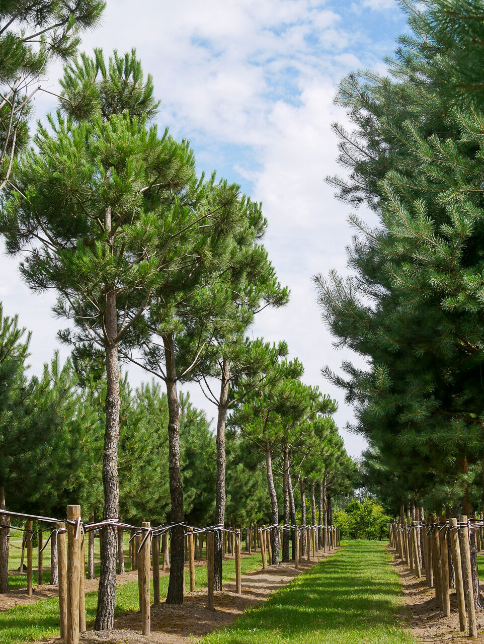 Pinus pinea | Pin parasol, Pin pignon, Pin pinier - Van den Berk Pépinières