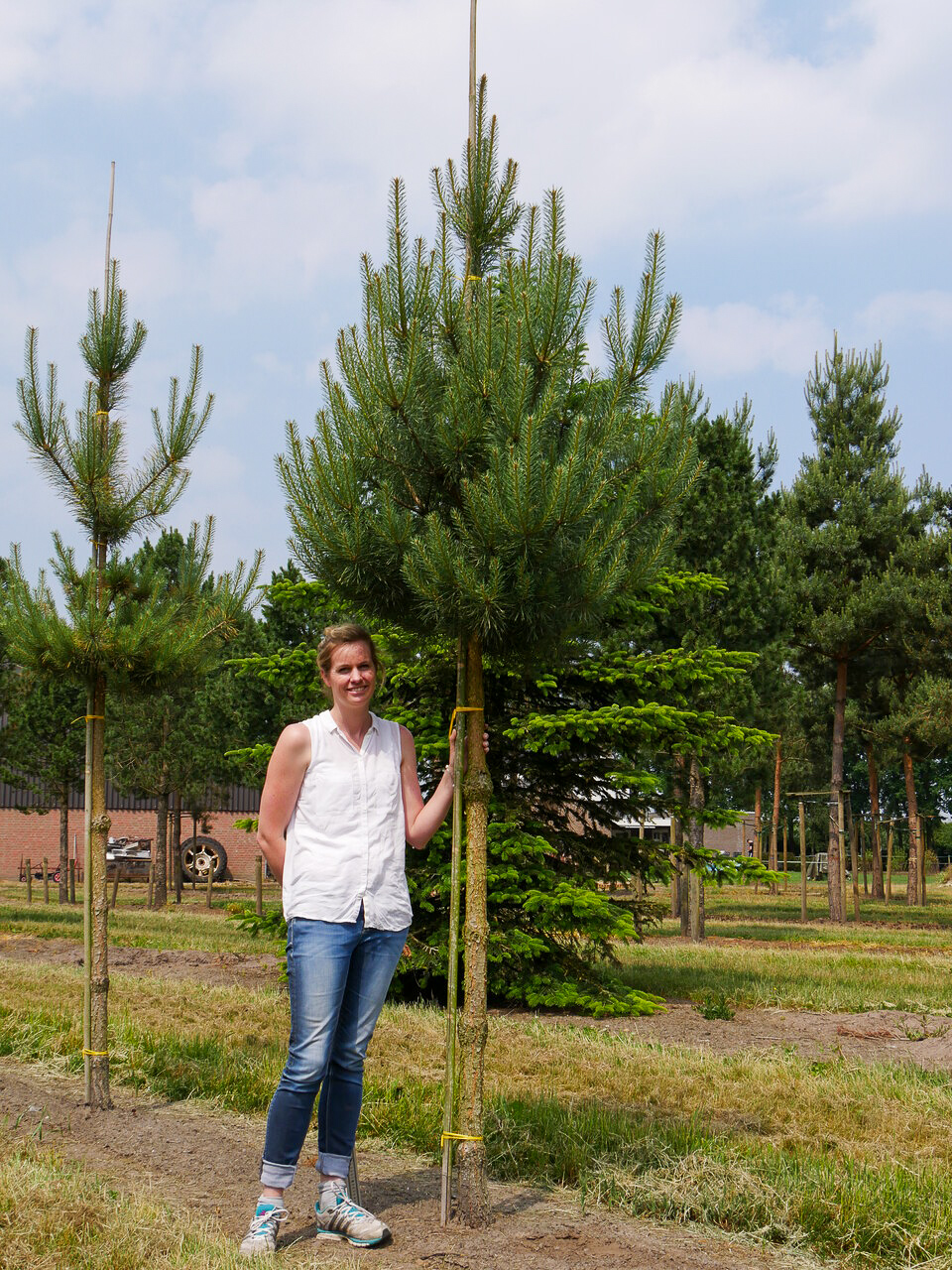 Pinus sylvestris | Pin sylvestre - Van den Berk Pépinières