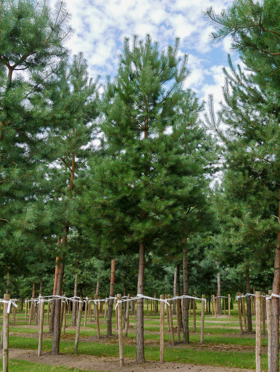 Pinus sylvestris | Pin sylvestre - Van den Berk Pépinières