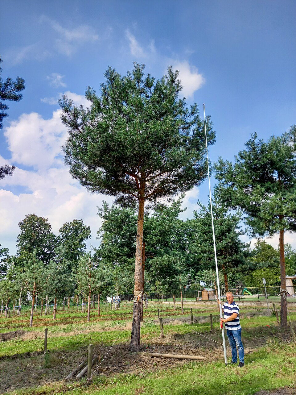 Pinus sylvestris | Pin sylvestre - Van den Berk Pépinières