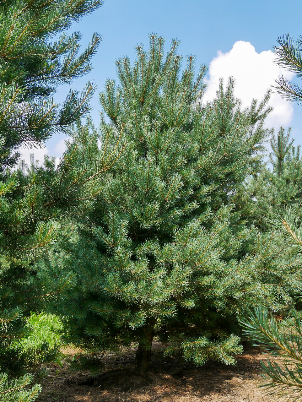 Pinus sylvestris | Pin sylvestre - Van den Berk Pépinières