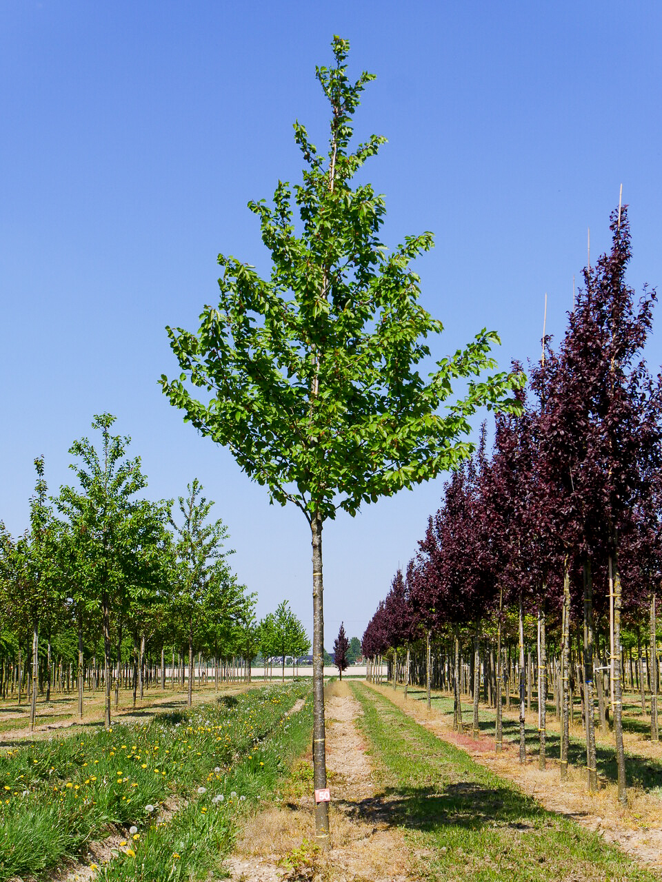 Prunus avium 'Plena' | Prunus avium 'Plena' - Van den Berk Pépinières