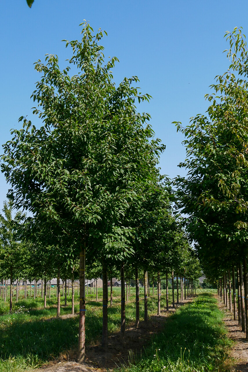 Prunus avium 'Plena' | Prunus avium 'Plena' - Van den Berk Pépinières