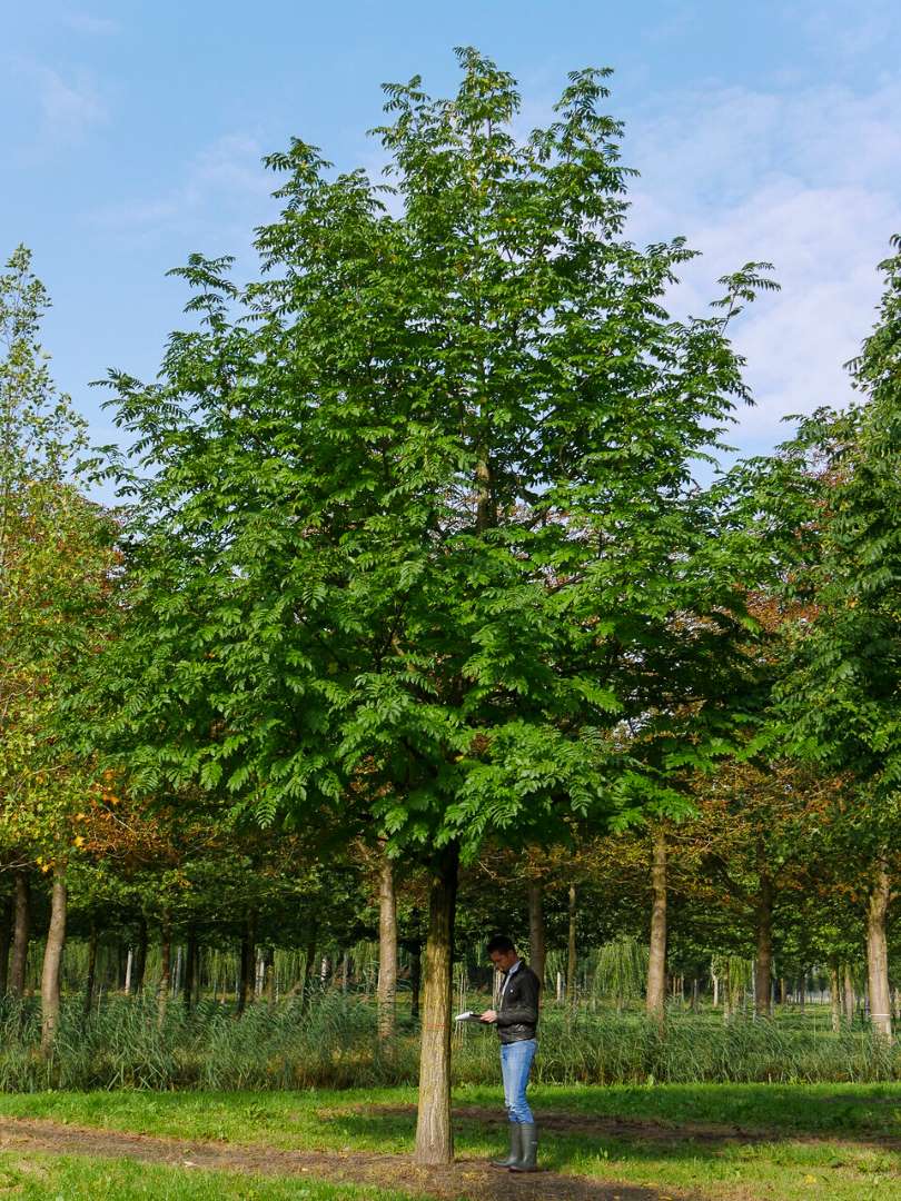 Pterocarya fraxinifolia | Ptérocaryer à feuilles de frêne, Ptérocaryer ...