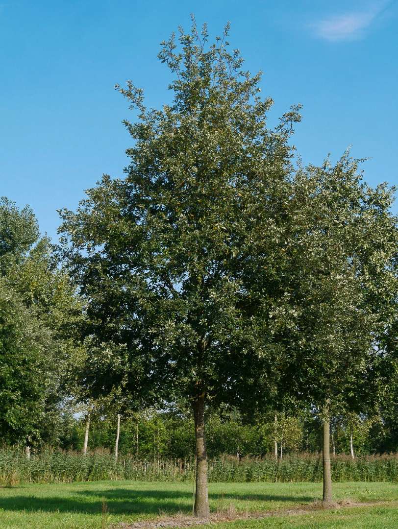 Quercus cerris | Chêne chevelu de Bourgogne, Doucier, Chêne Lombard ...