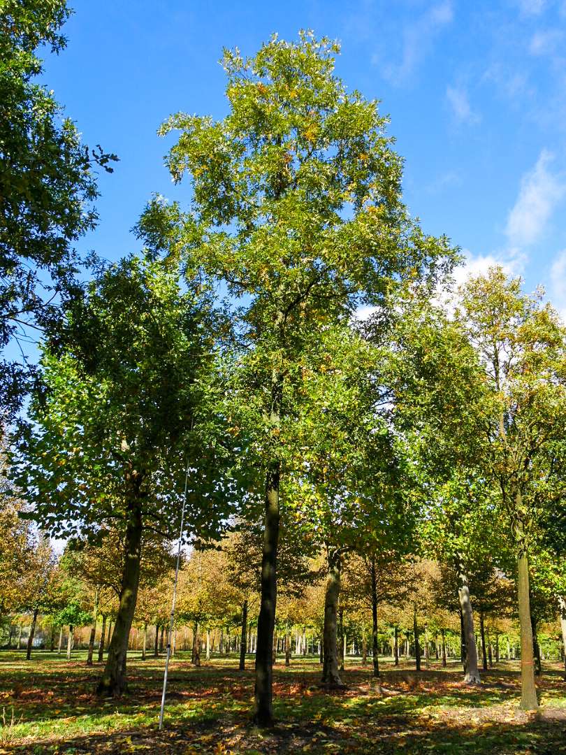 Quercus cerris | Chêne chevelu de Bourgogne, Doucier, Chêne Lombard ...