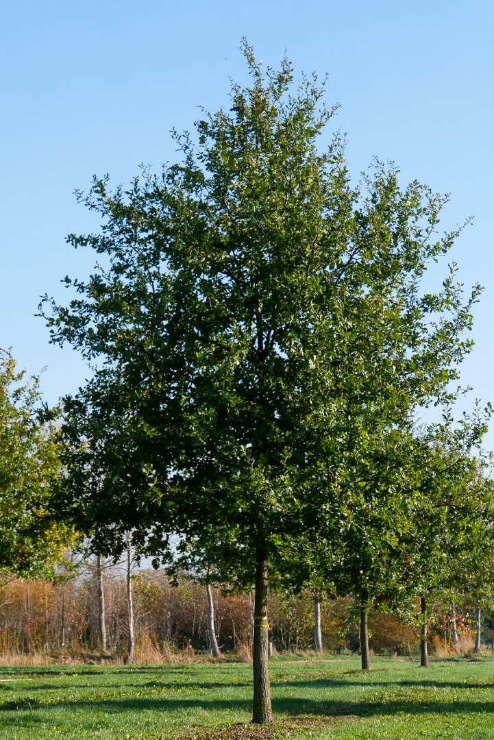 Quercus robur | Chêne pédonculé, Chêne commun, Chêne d'Angleterre - Van ...