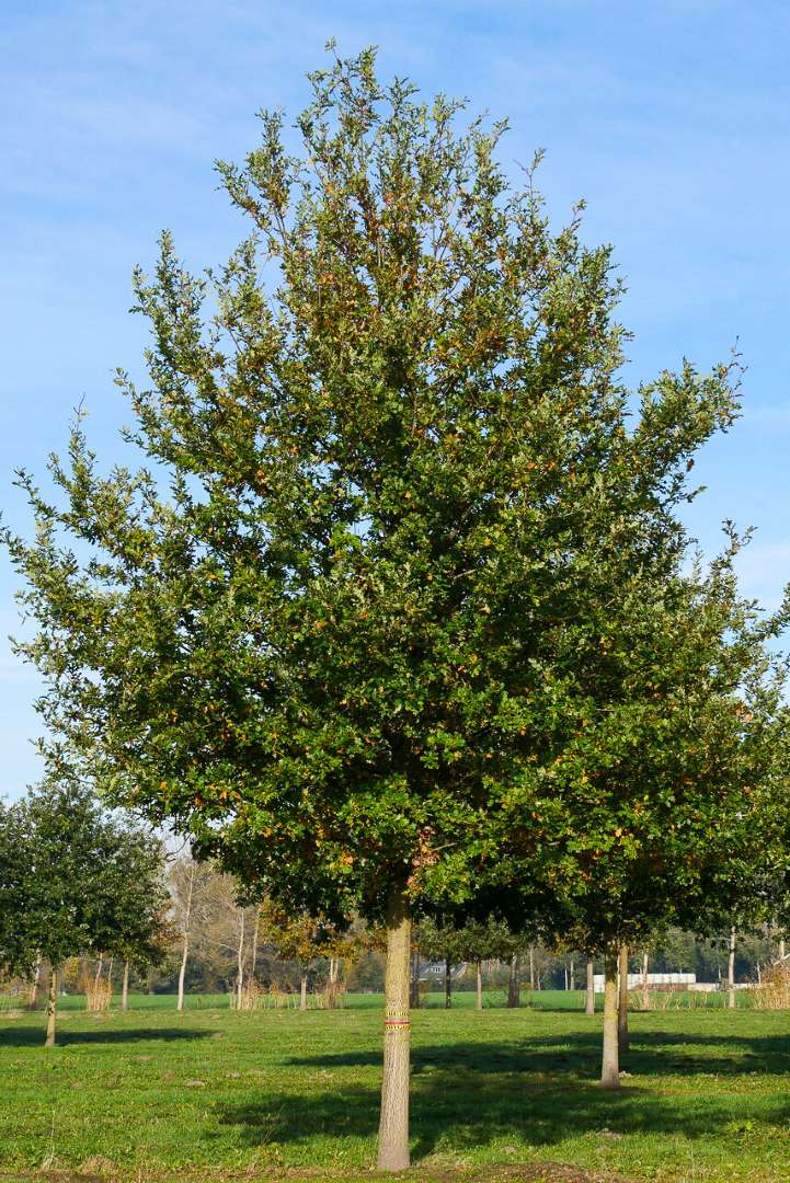 Quercus robur | Chêne pédonculé, Chêne commun, Chêne d'Angleterre - Van ...