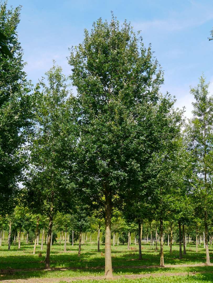 Quercus robur | Chêne pédonculé, Chêne commun, Chêne d'Angleterre - Van ...