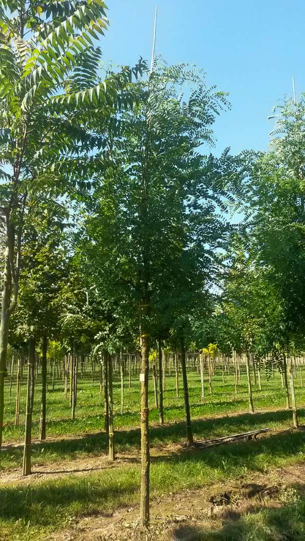 Robinia pseudoacacia | Acacia commun, Robinier, Faux-Acacia - Van den ...
