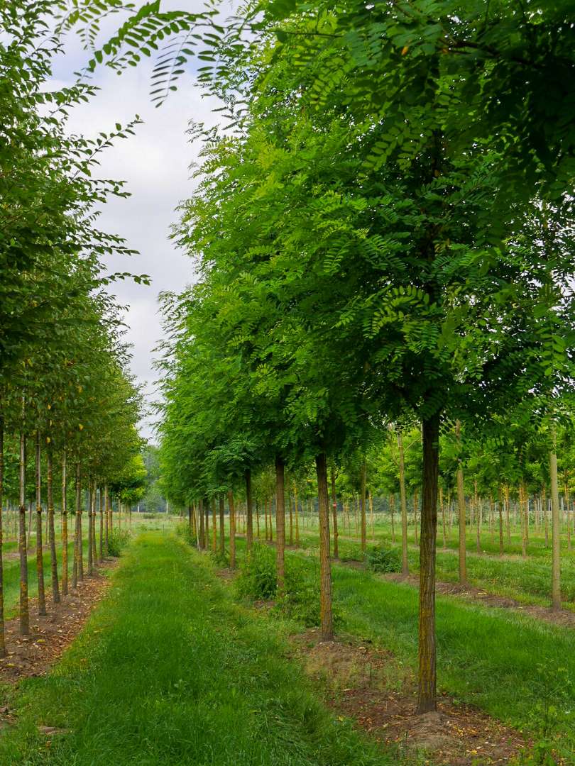 Robinia pseudoacacia | Acacia commun, Robinier, Faux-Acacia - Van den ...