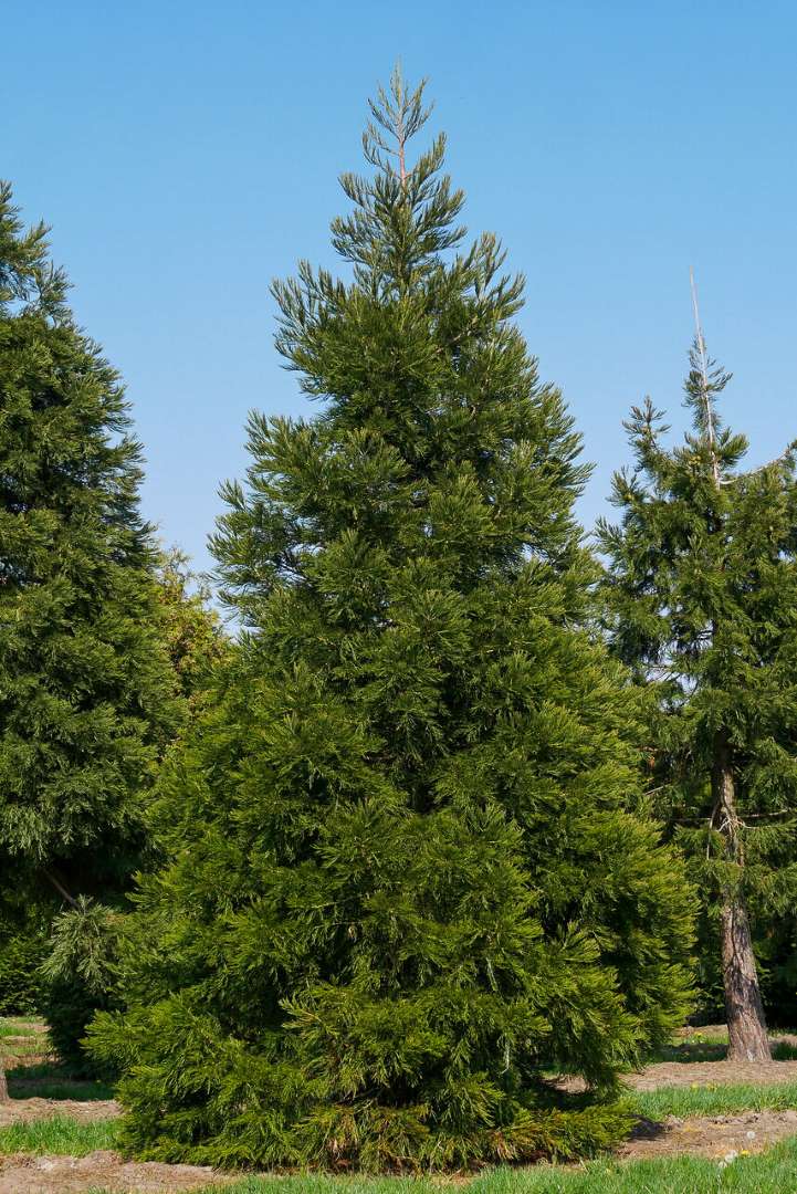 Sequoiadendron giganteum | Sequoia de Californie - Van den Berk Pépinières