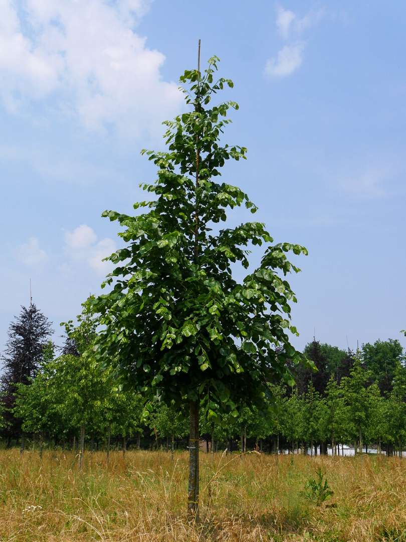 Tilia ×europaea 'Euchlora' | Tilleul d Crimeé - Van den Berk Pépinières
