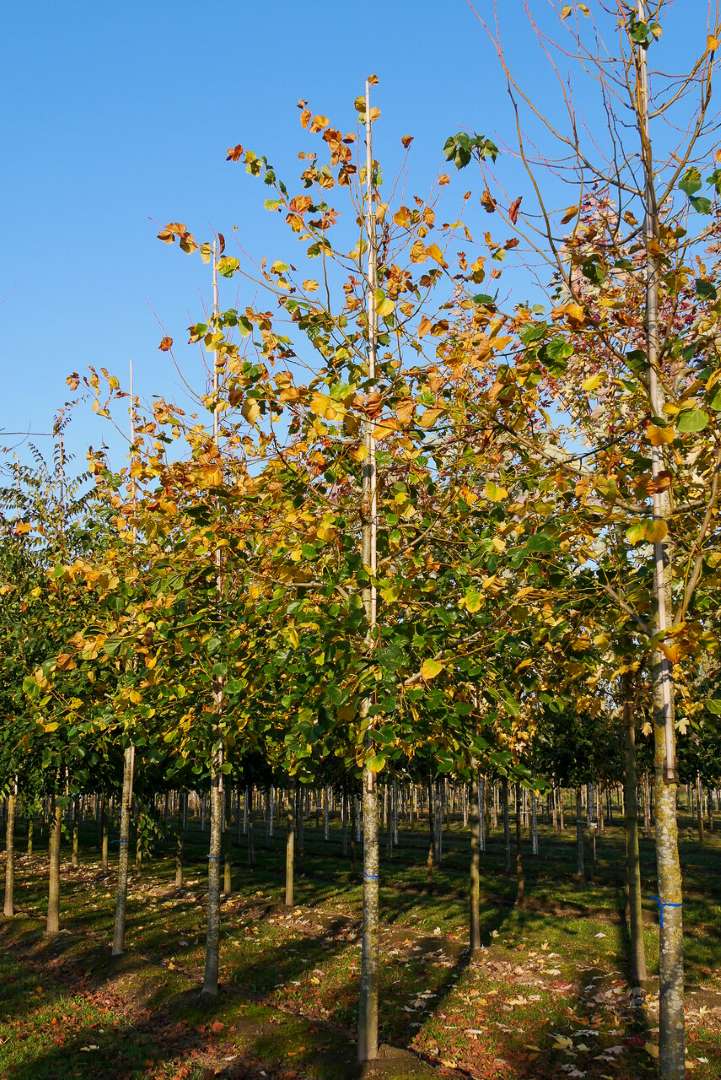 Tilia ×europaea 'Euchlora' | Tilleul d Crimeé - Van den Berk Pépinières