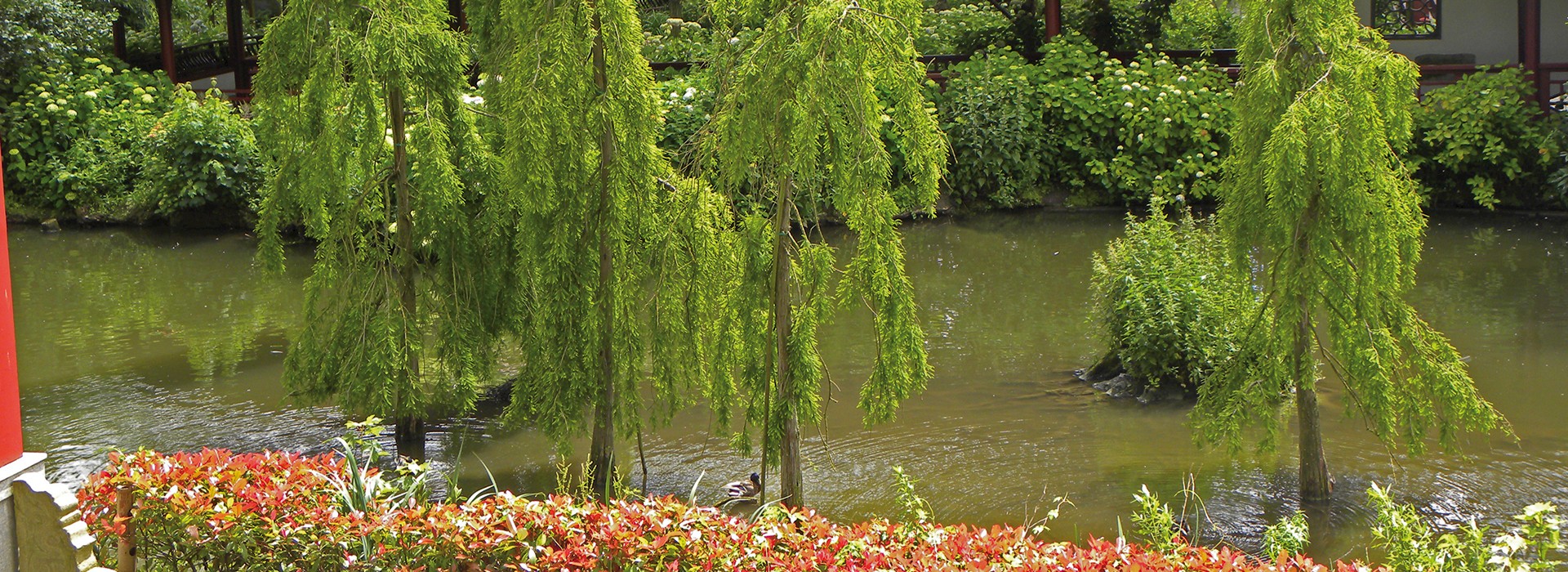 Robinia pseudoacacia | Acacia commun, Robinier, Faux-Acacia - Van den ...