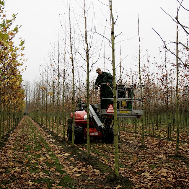 Plantation des arbres
