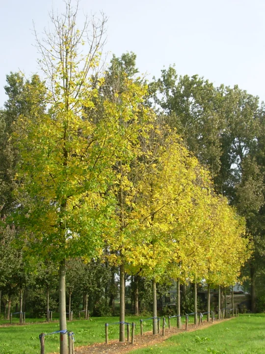 Fraxinus pennsylvanica | Frêne rouge d'Amérique - Van den Berk Pépinières