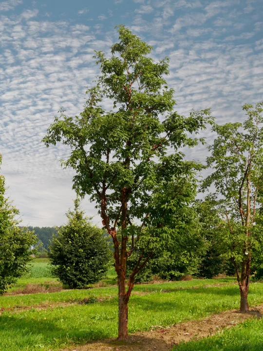 Acer griseum | Érable gris - Van den Berk Pépinières