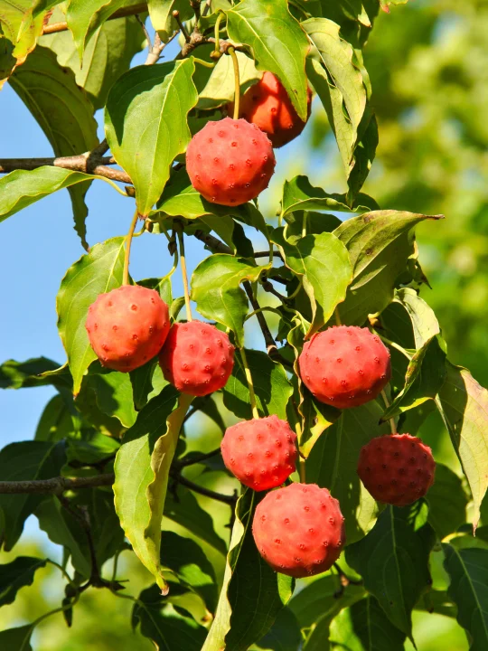 Cornus kousa | Cornouiller Kousa - Van den Berk Pépinières