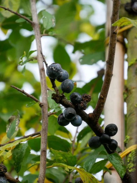 Prunus spinosa | Prunus spinosa - Van den Berk Pépinières