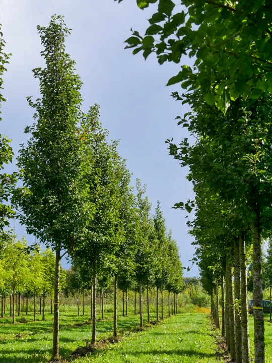 Pyrus calleryana 'Chanticleer' | Pyrus calleryana 'Chanticleer' - Van ...