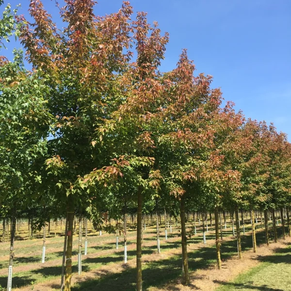 Acer negundo | Érable negundo - Van den Berk Pépinières