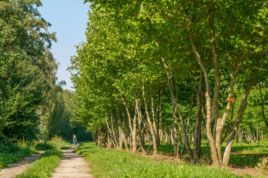 Platanus occidentalis | Platane d'Amerique - Van den Berk Pépinières