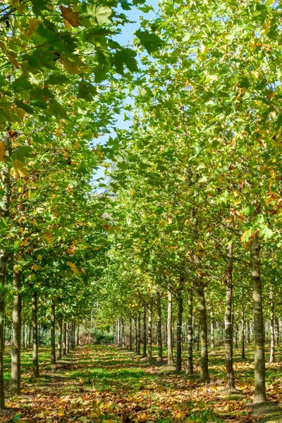 Platanus occidentalis | Platane d'Amerique - Van den Berk Pépinières